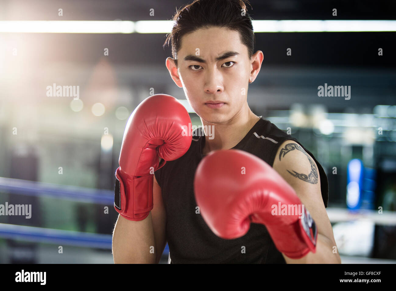 Portrait of Chinese boxer Stock Photo - Alamy