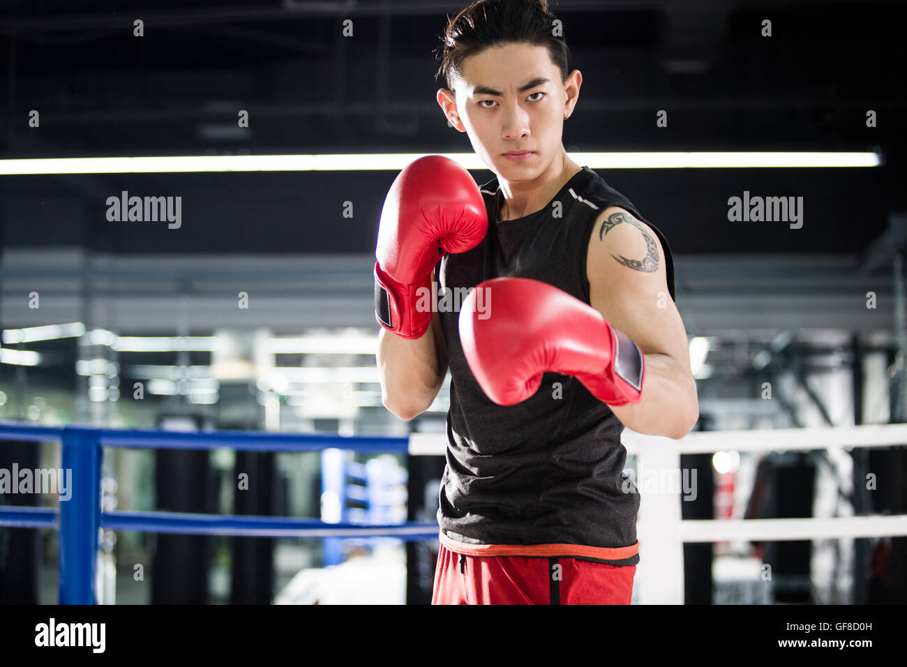 Portrait of Chinese boxer Stock Photo - Alamy