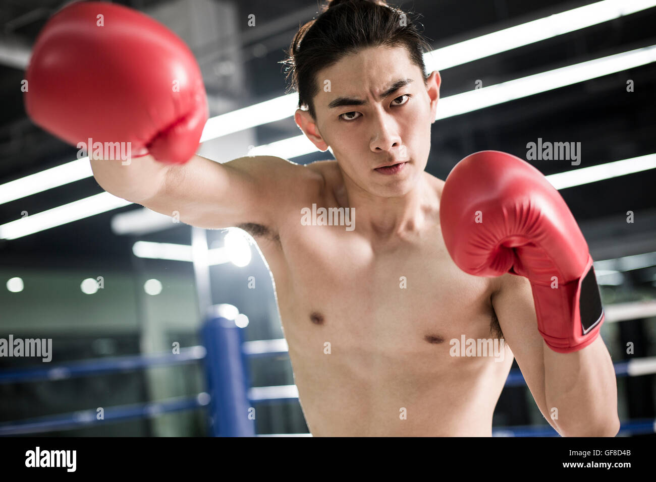 Portrait of Chinese boxer Stock Photo - Alamy