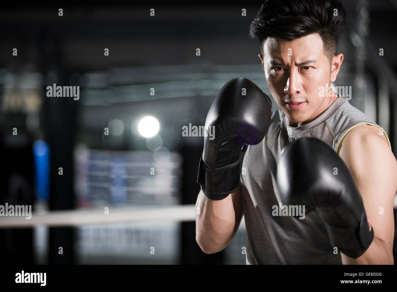 Portrait of Chinese boxer Stock Photo - Alamy
