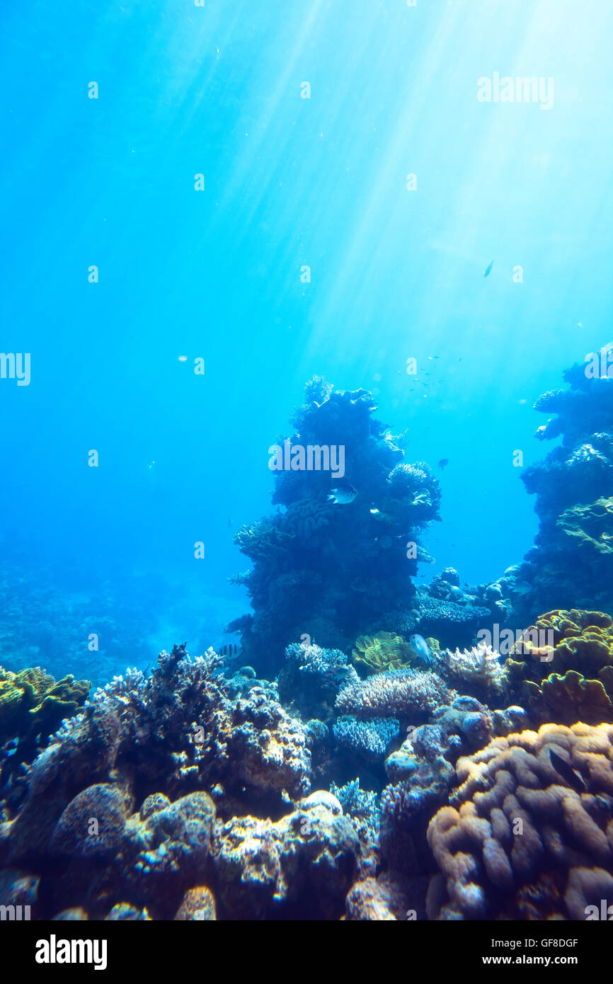 Red sea underwater coral reef hi-res stock photography and images - Alamy