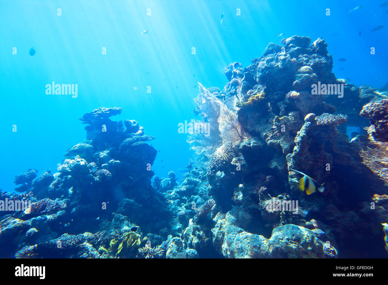 Red sea underwater coral reef hi-res stock photography and images - Alamy