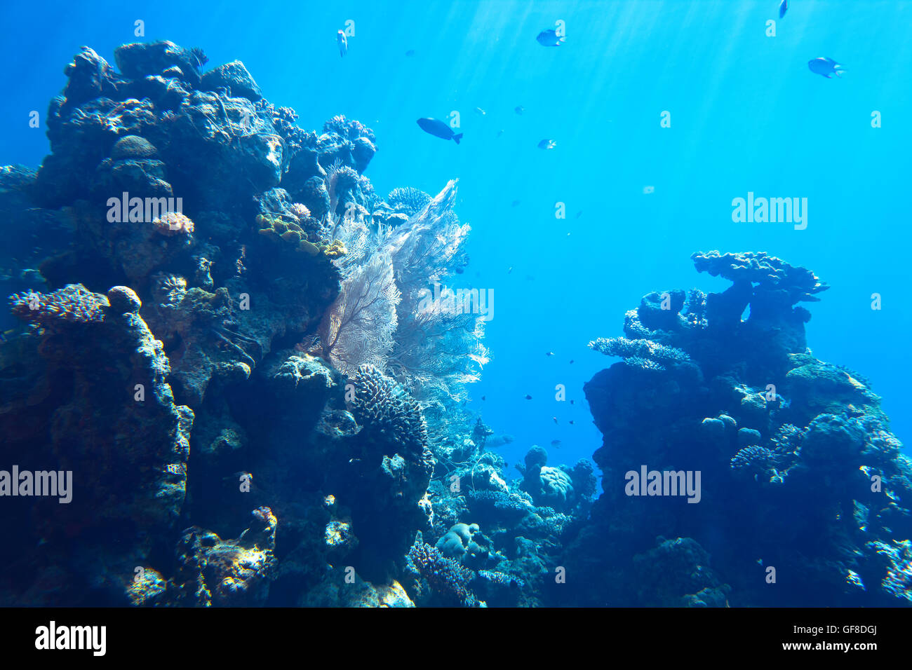 red sea underwater coral reef Stock Photo - Alamy