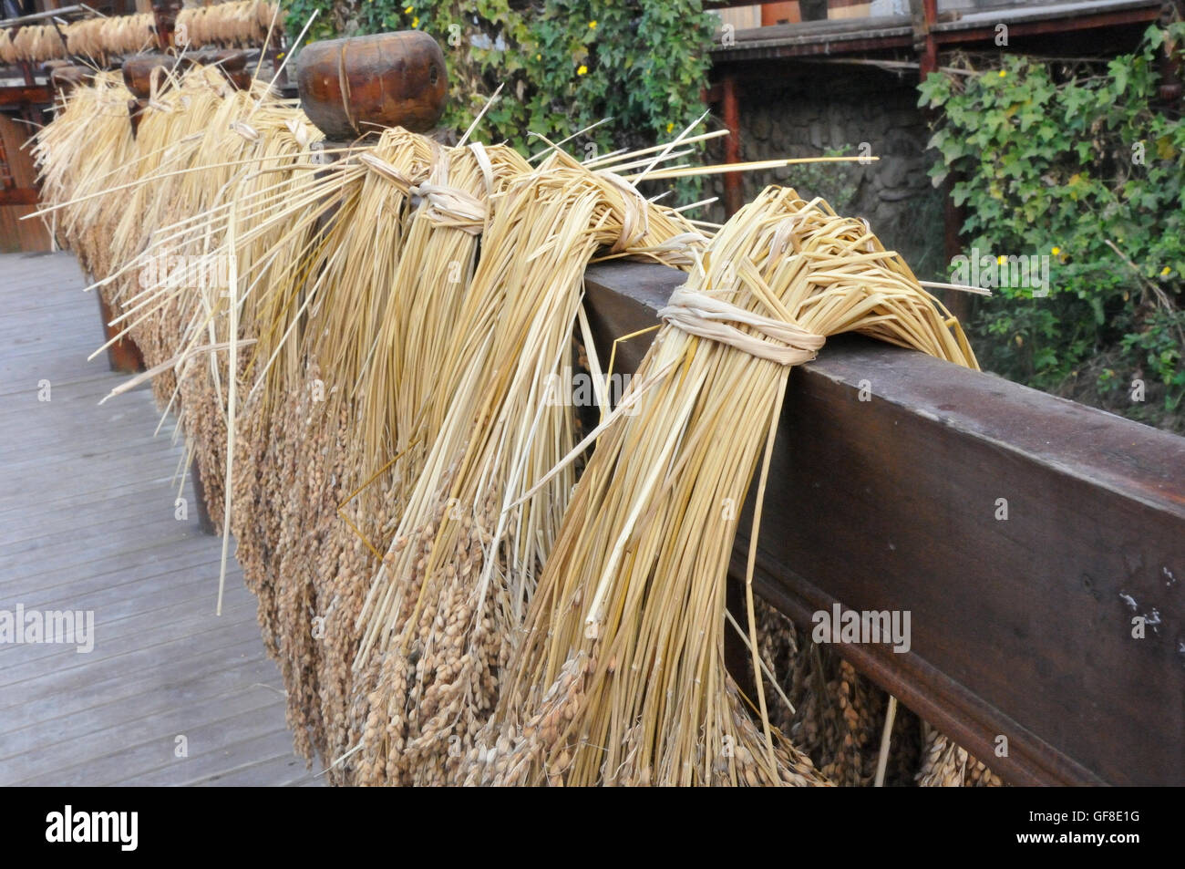 Agriculture china chinese drying hi-res stock photography and images ...