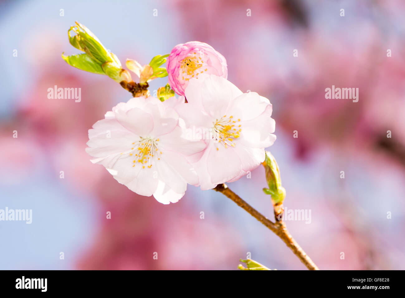 Cherry blossom blossoming hi-res stock photography and images - Alamy