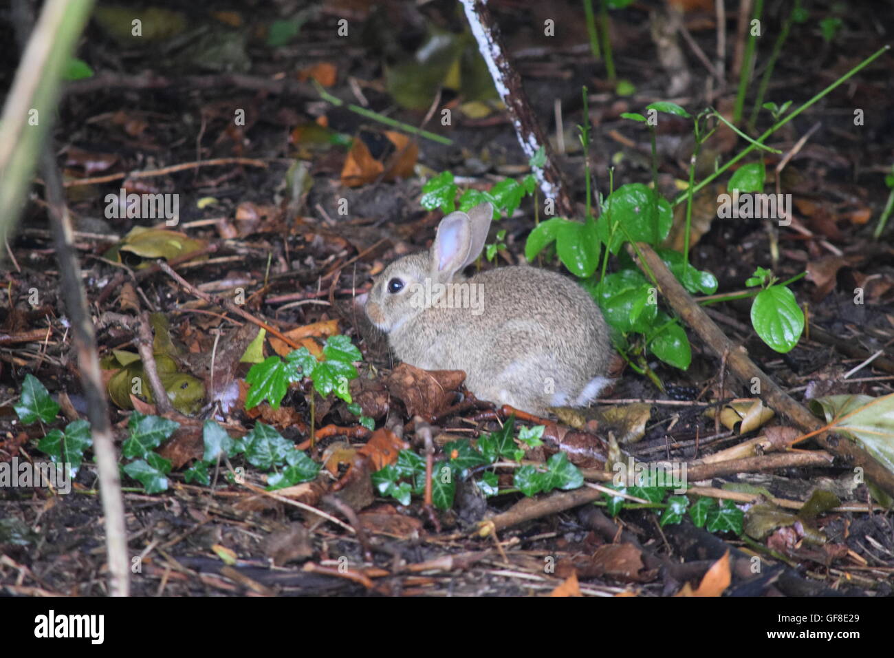 baby rabbit in the bushes Stock Photo - Alamy