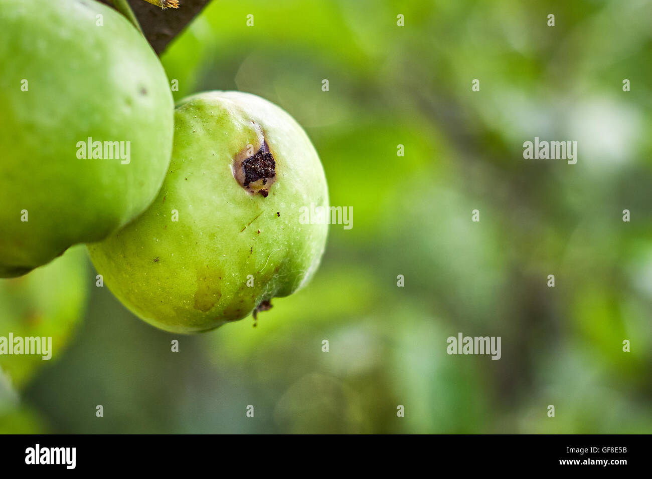 Green apple with worm hole hanging from tree. Copy space Stock Photo ...