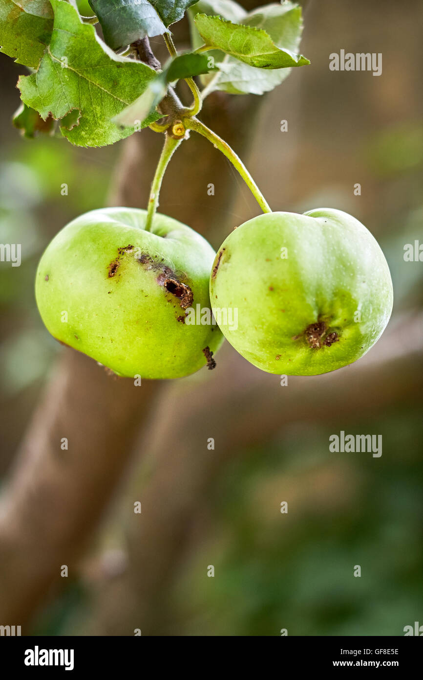 Green apple with worm hole hanging from tree. Copy space Stock Photo ...
