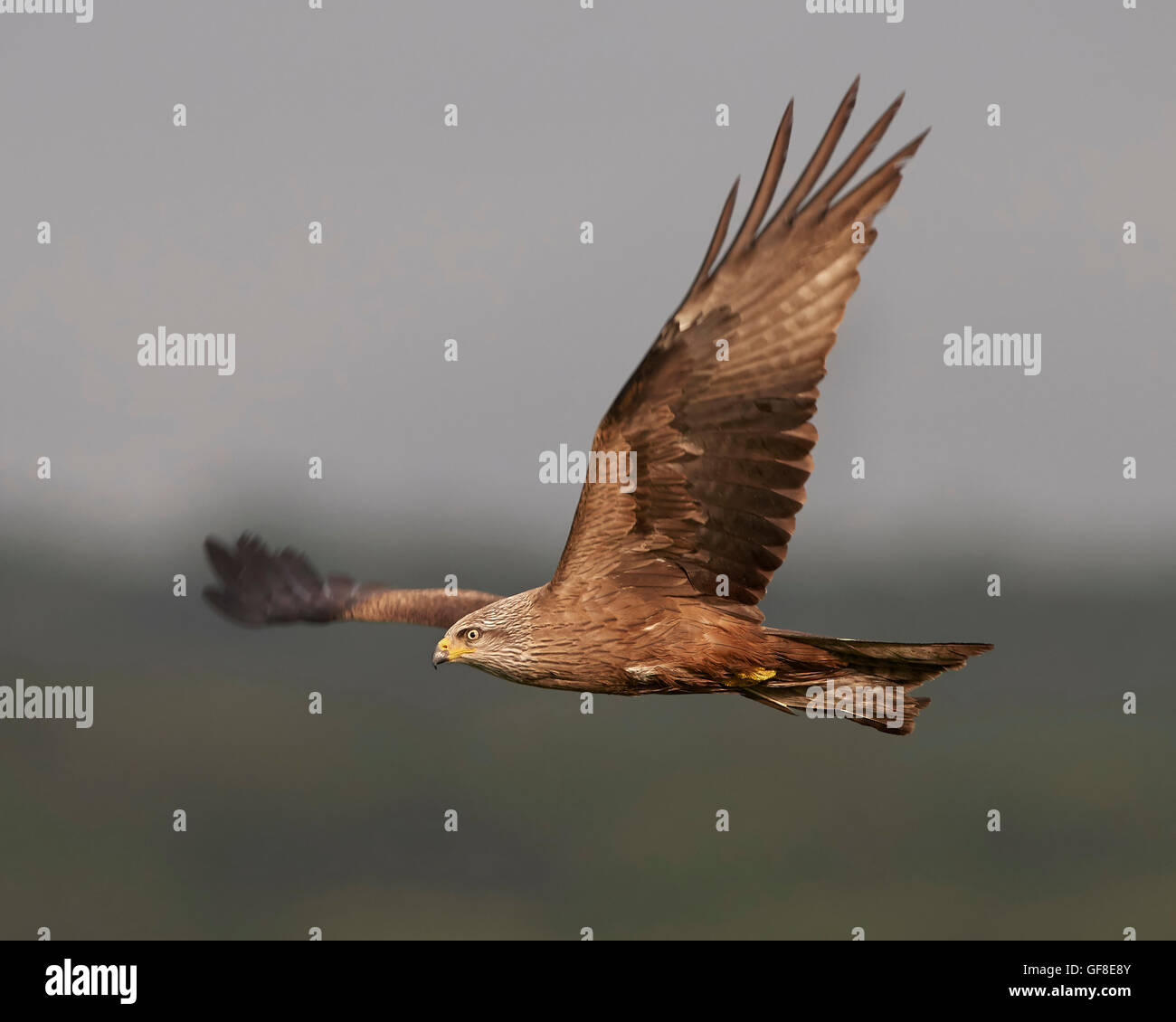 Black kite in flight with vegetation in the background Stock Photo - Alamy