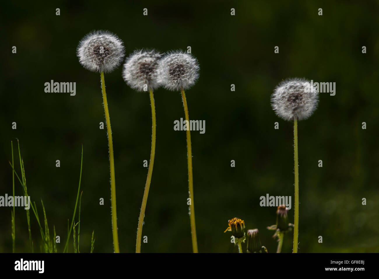 Dandelions with grass hi-res stock photography and images - Alamy