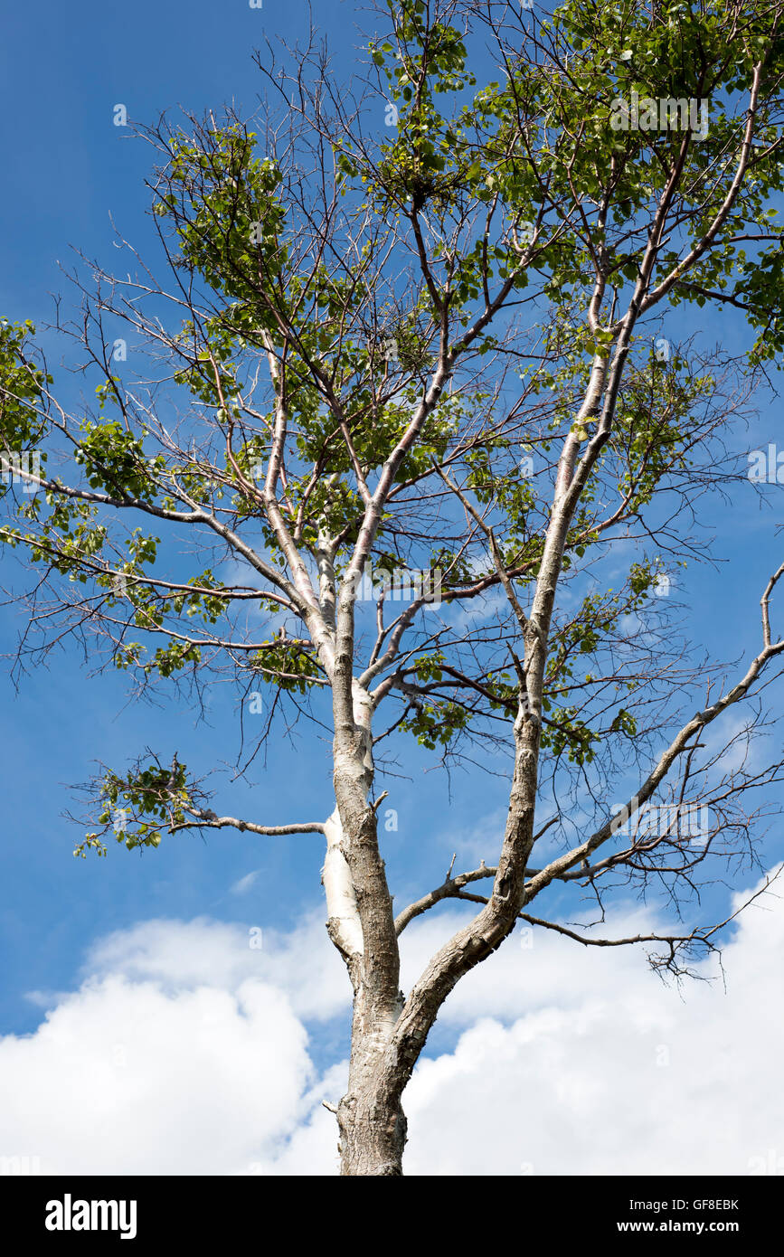 Grey leafed hi-res stock photography and images - Alamy