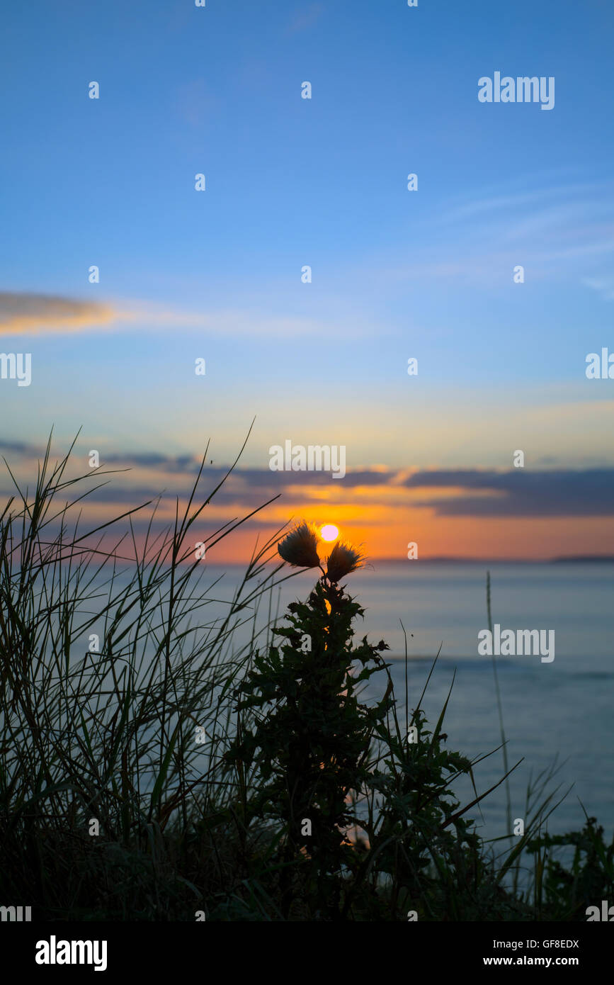 beautiful yellow sunset over loop head with silhouetted wild tall ...