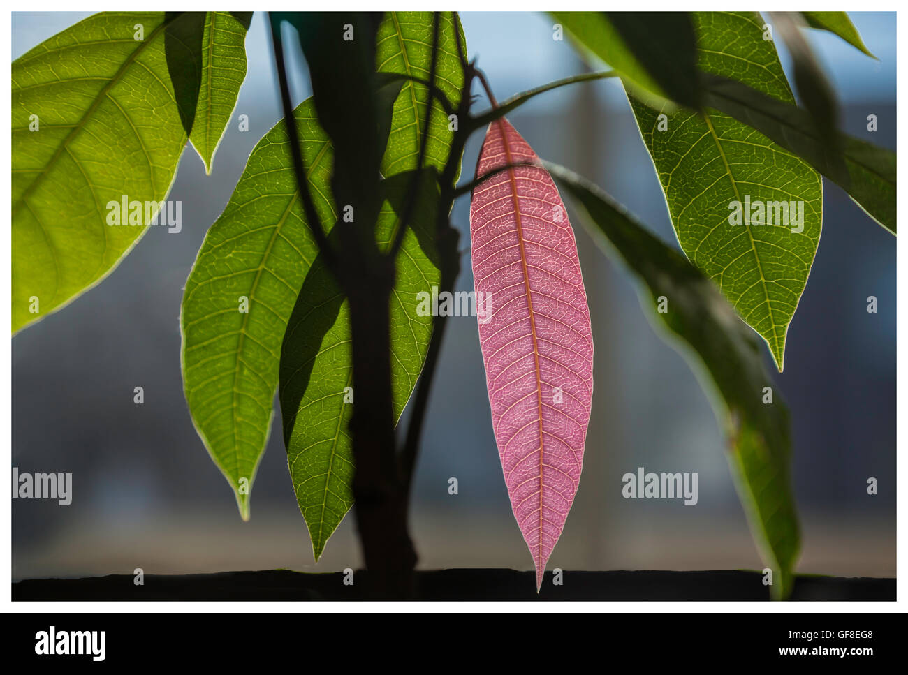 Leaves of the mango tree hi-res stock photography and images - Alamy