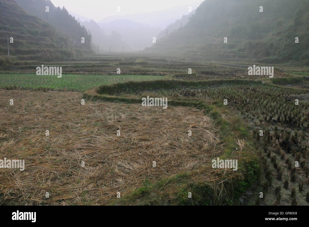 Rice Fields in Zhaoxing, Guangxi, China Stock Photo - Alamy