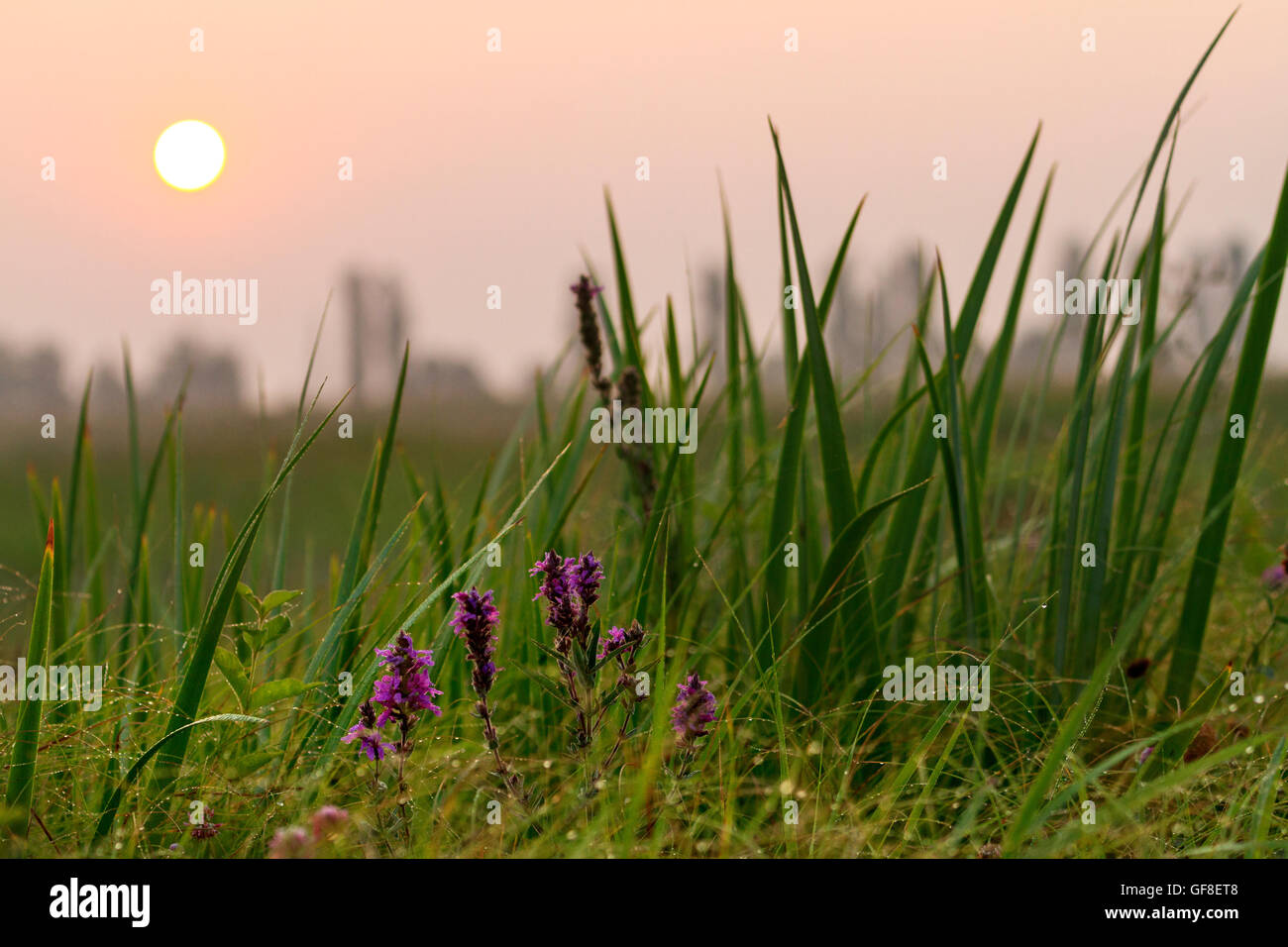 Purple wild flowers at sunrise hi-res stock photography and images - Alamy