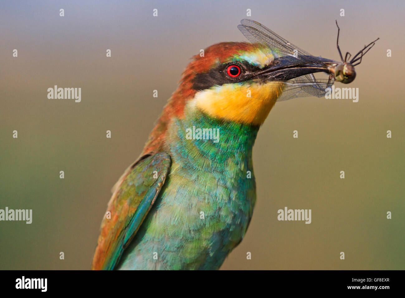 Shiny blue bird hi-res stock photography and images - Alamy