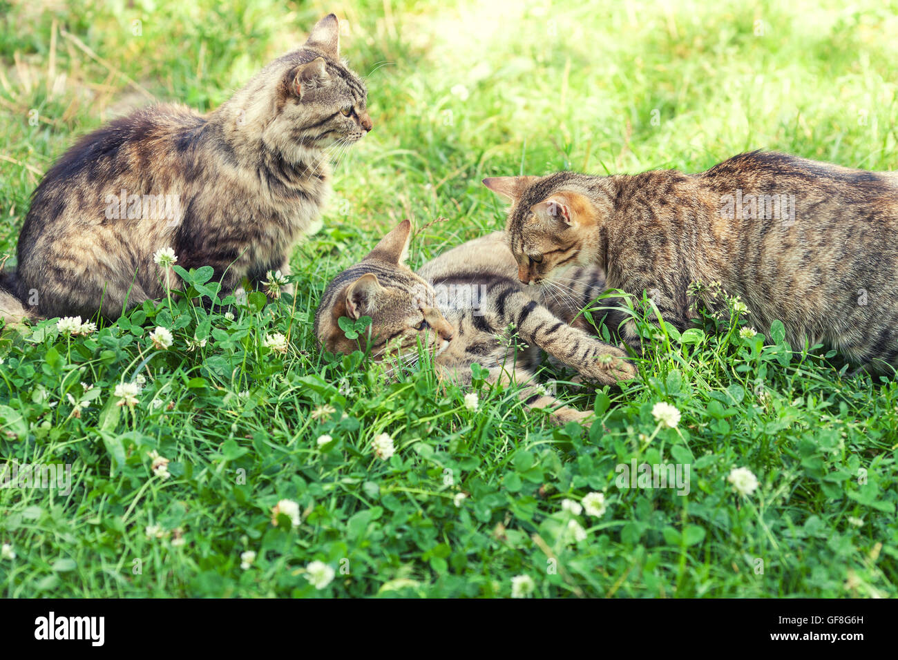 Three flower cat hi-res stock photography and images - Alamy