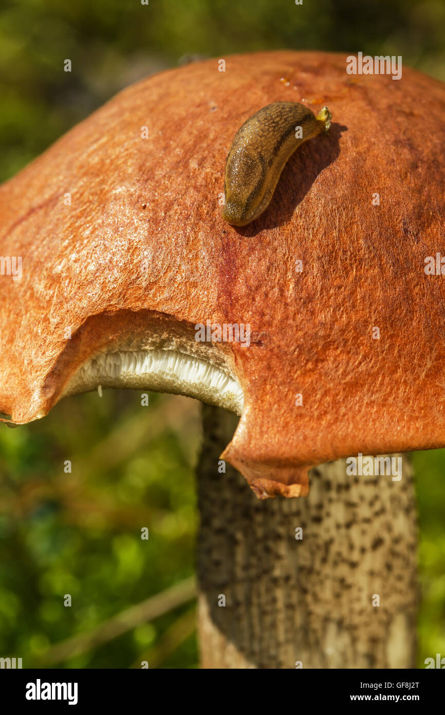 Little slug sitting on hat of mushroom Stock Photo - Alamy