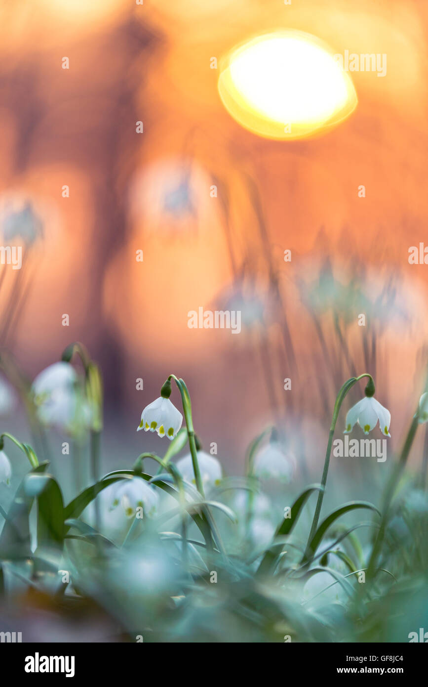 Spring snowflake, spring bloomers, at sunset Stock Photo - Alamy