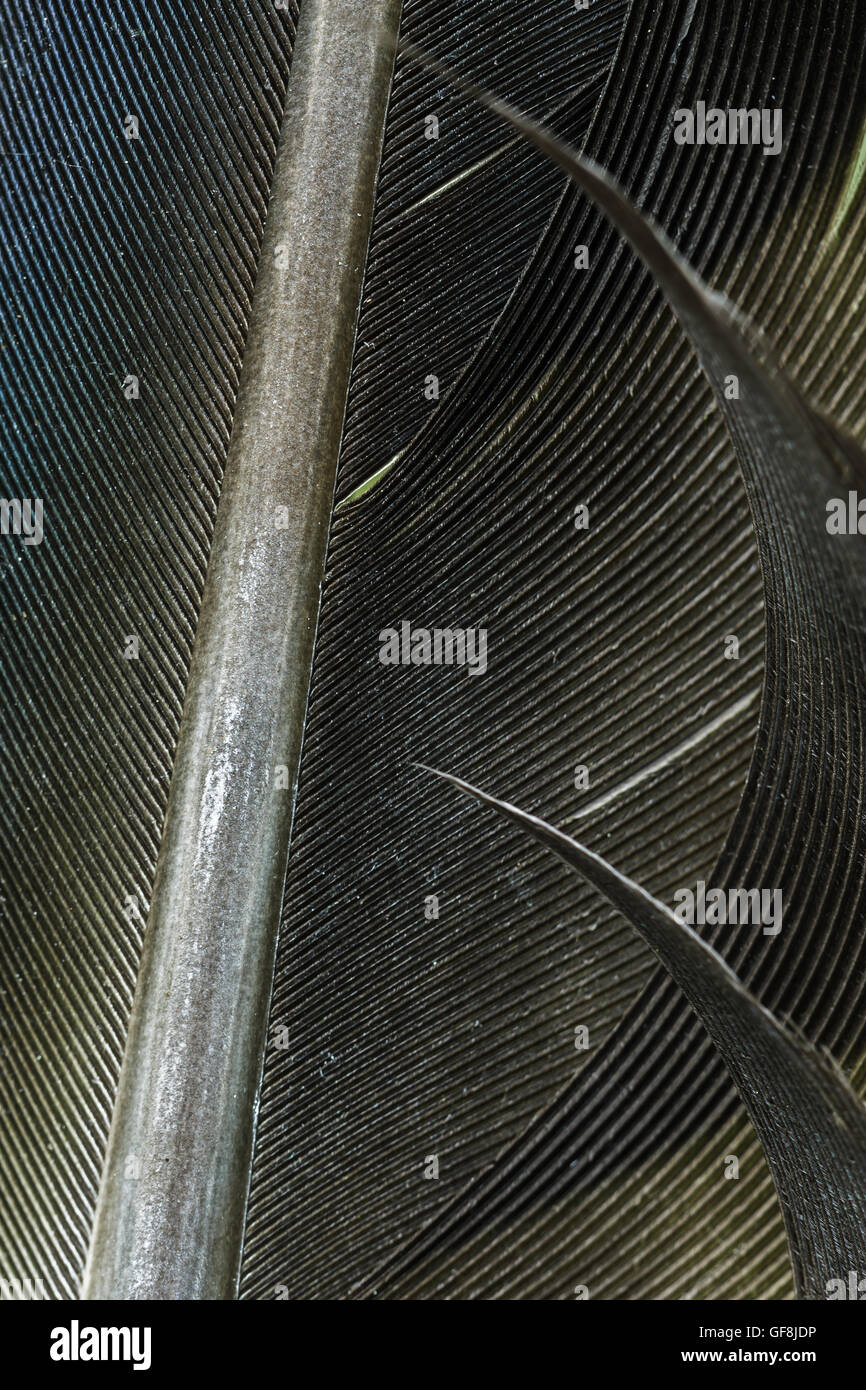 geometry of a black feather crow Stock Photo - Alamy
