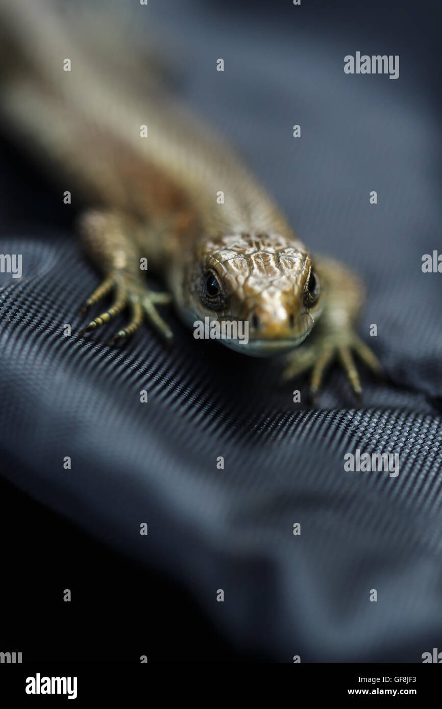 Lizard lost tail hi-res stock photography and images - Alamy