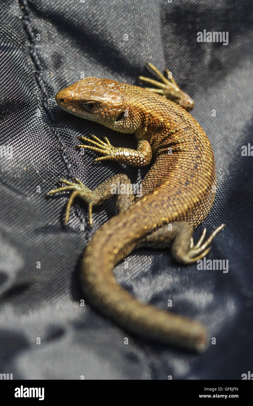 Lizard short tail. Regeneration and recovery after injury Stock Photo ...