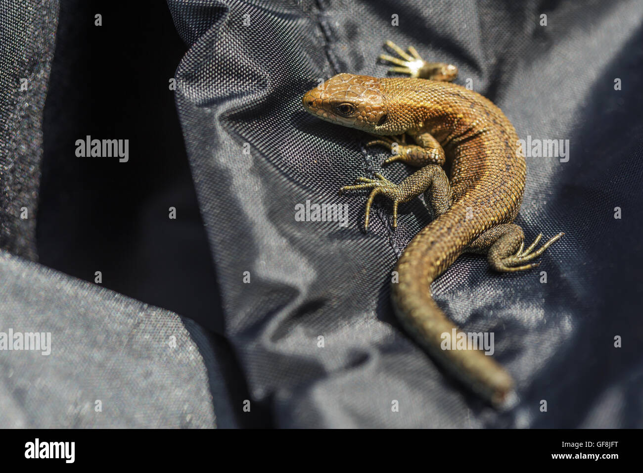 Lizard short tail. Regeneration and recovery after injury Stock Photo ...