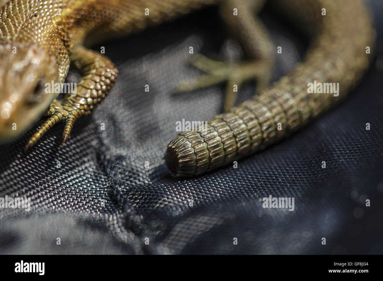 Lizard short tail. Regeneration and recovery after injury Stock Photo ...