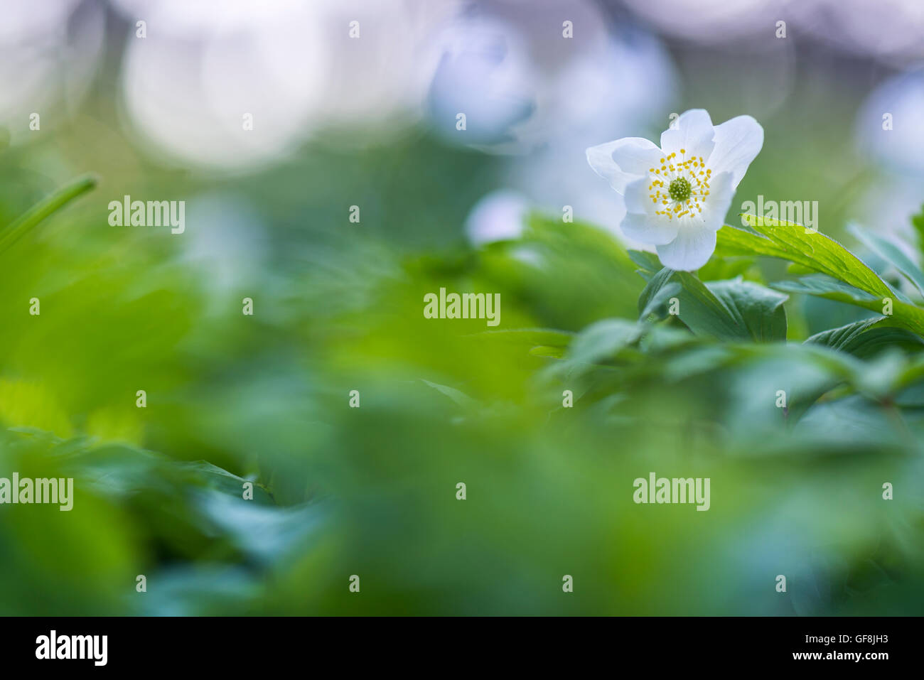 Windflower hi-res stock photography and images - Alamy