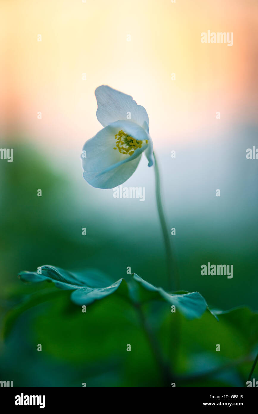 Windflower hi-res stock photography and images - Alamy