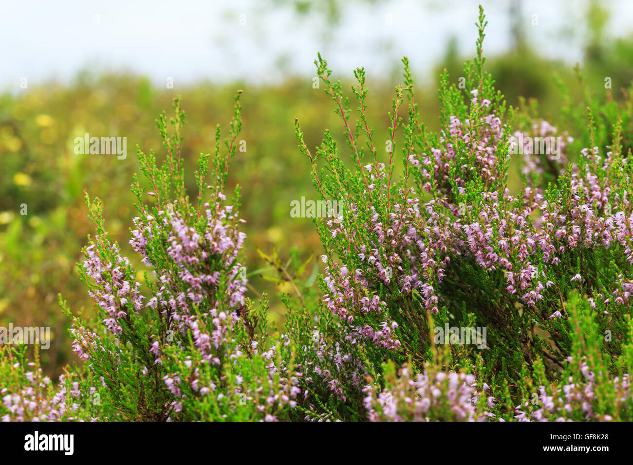 Blooming heather on the field. Eco friendly background Stock Photo - Alamy