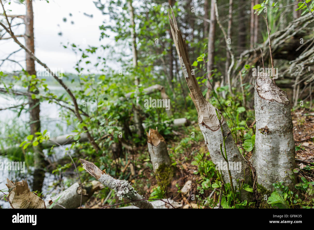 Beaver gnawed wood for the construction of the dam Stock Photo - Alamy