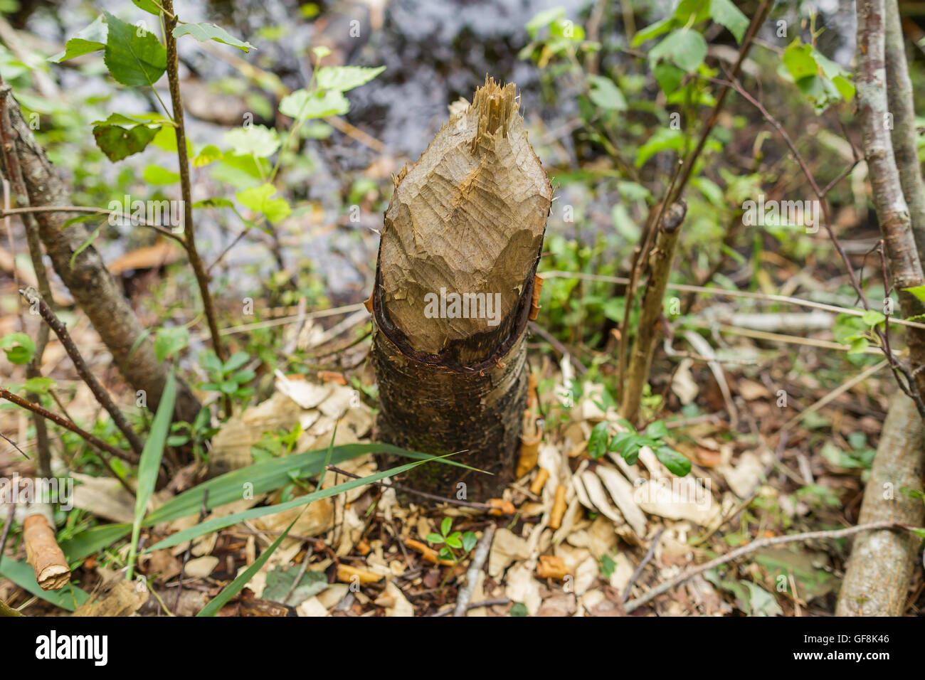 Beaver gnawed wood for the construction of the dam Stock Photo - Alamy