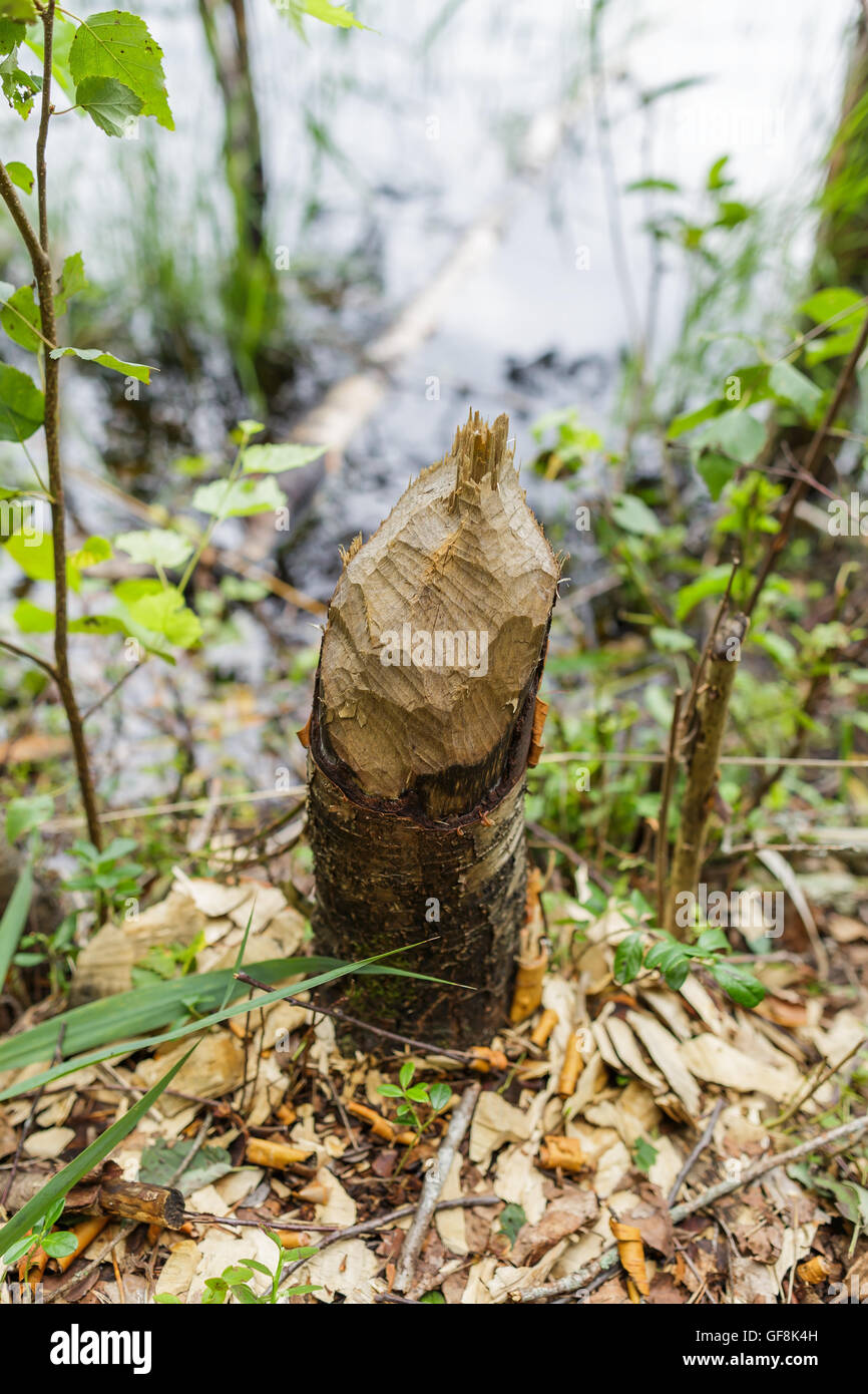 Beaver gnawed wood for the construction of the dam Stock Photo - Alamy