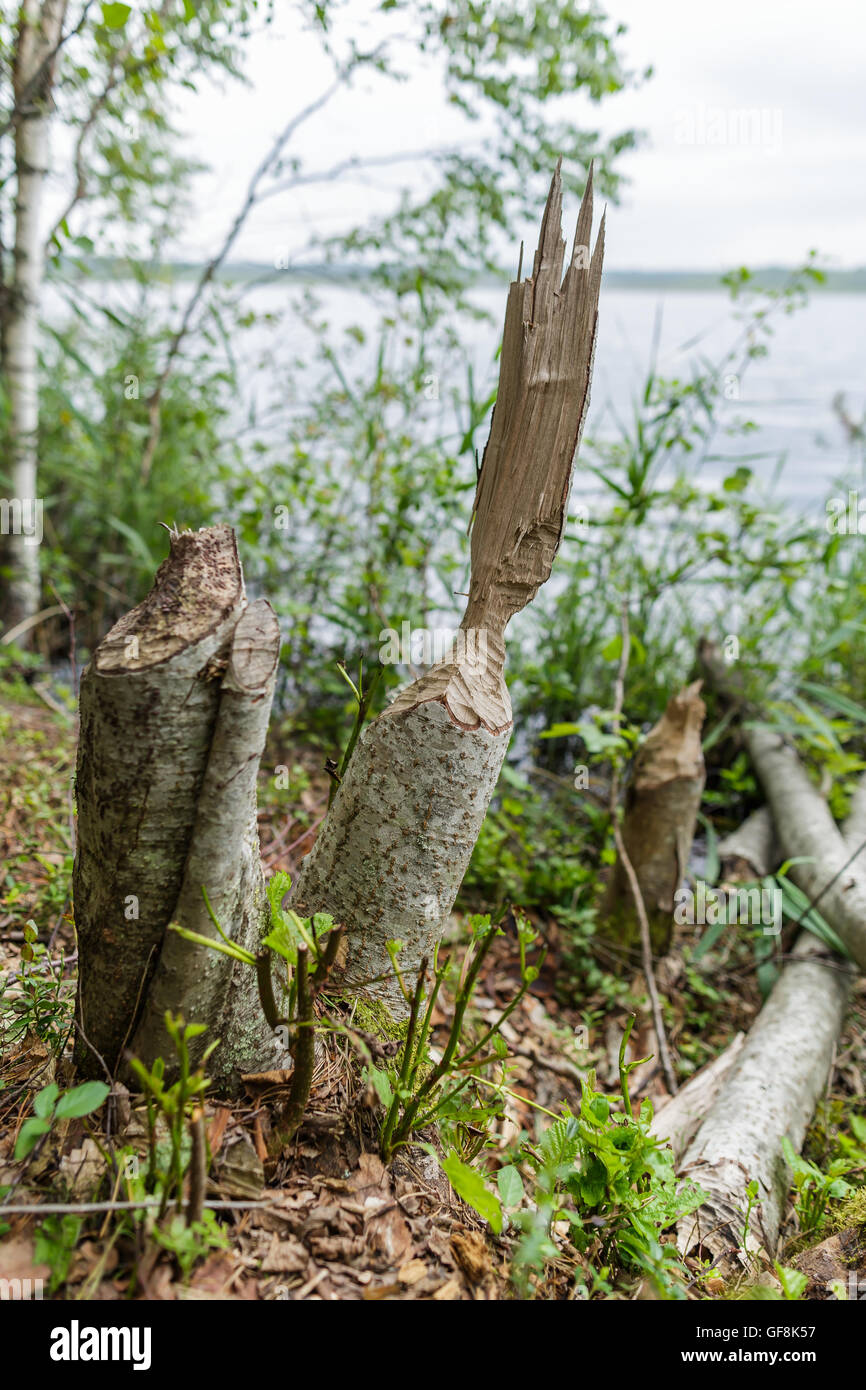 Beaver gnawed wood construction hi-res stock photography and images - Alamy