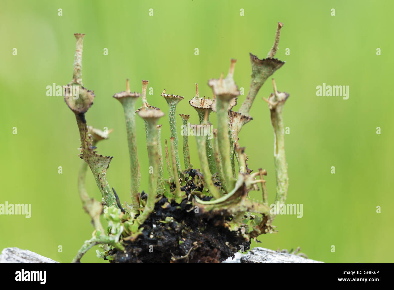 Long lichen in the forest. close up Stock Photo - Alamy