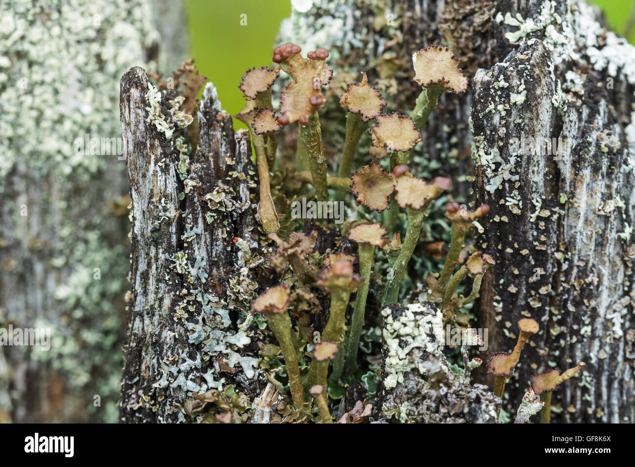 Long lichen in the forest. close up Stock Photo - Alamy