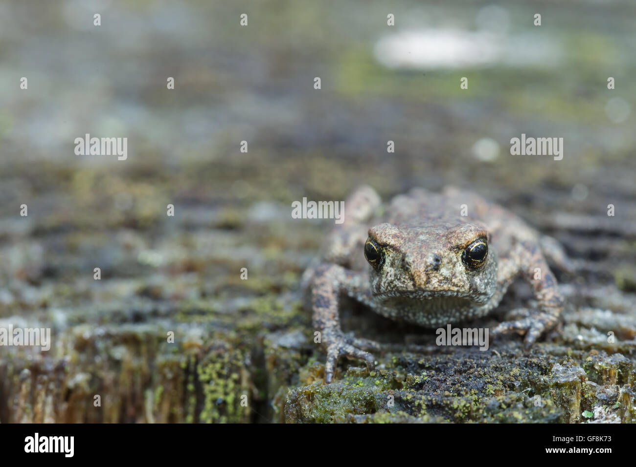 Small frog resting on stump Stock Photo - Alamy