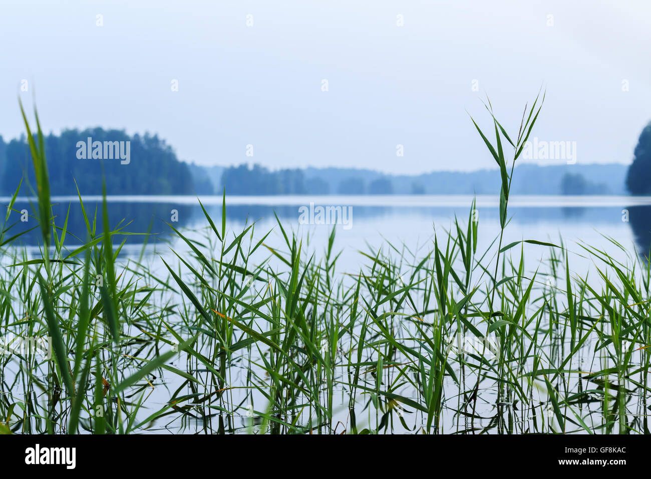 Thicket of reeds on a clean lake Stock Photo - Alamy