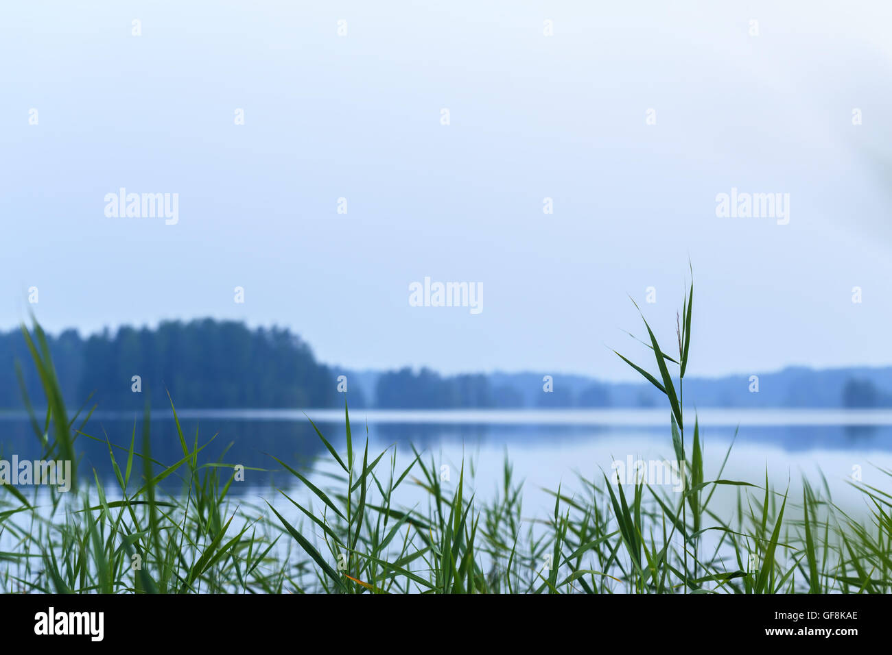 Thicket of reeds on a clean lake Stock Photo - Alamy