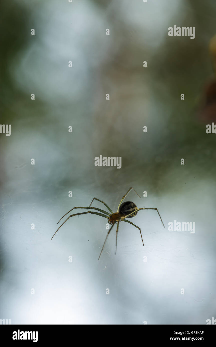 Scary spider with thin legs Stock Photo - Alamy