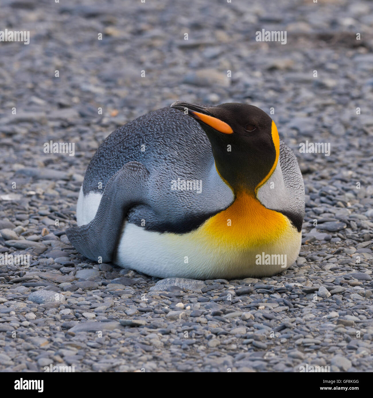 Penguin laying down hi-res stock photography and images - Alamy