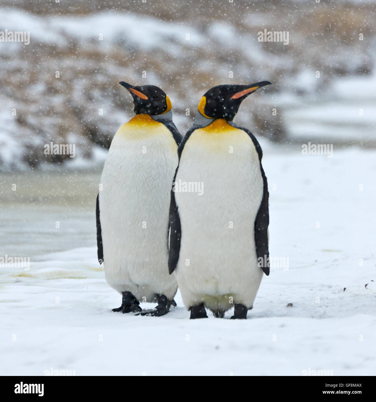 Penguins snow hi-res stock photography and images - Alamy