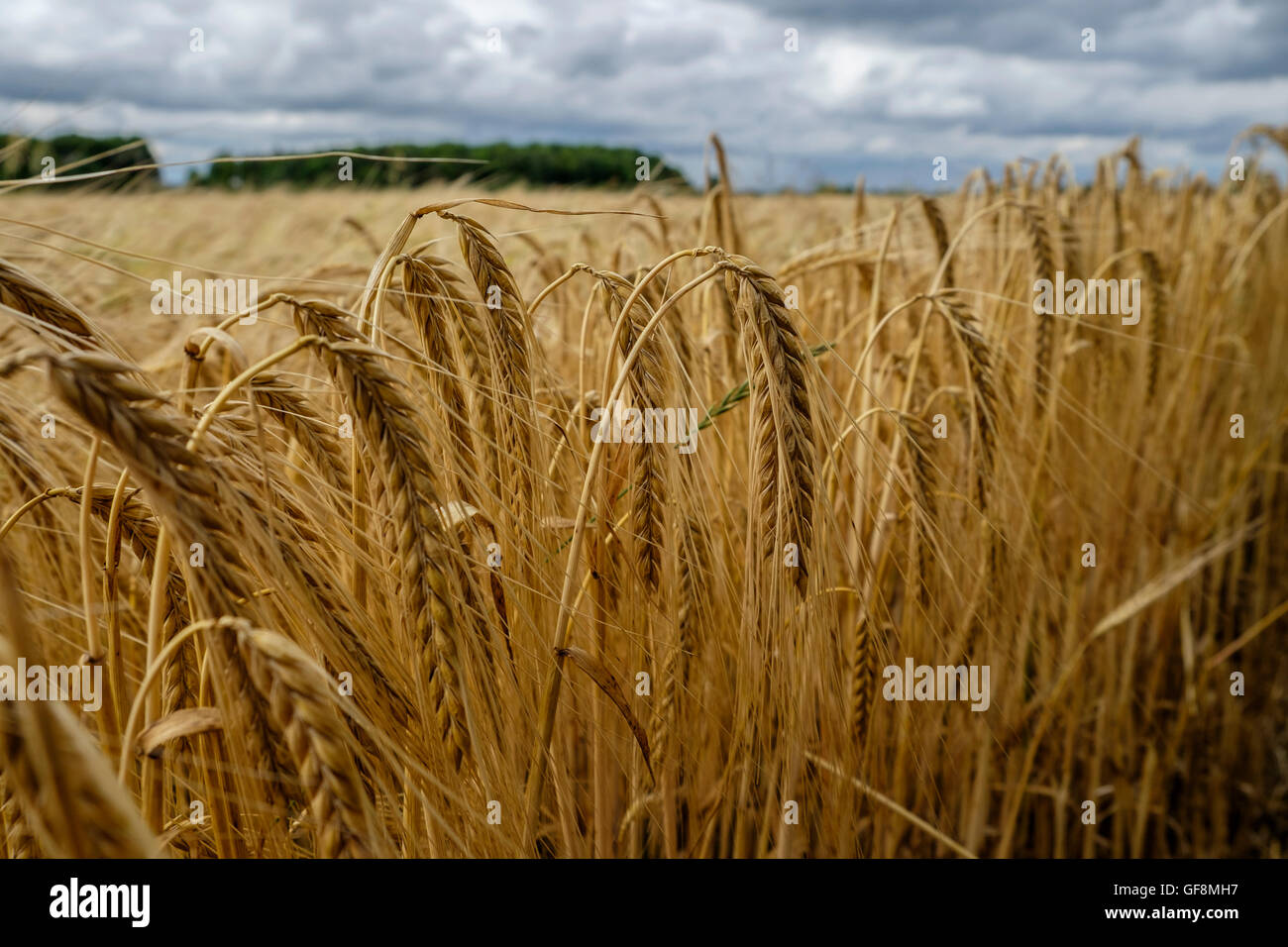Barley crop turning gold and almost ready for harvest in the English ...