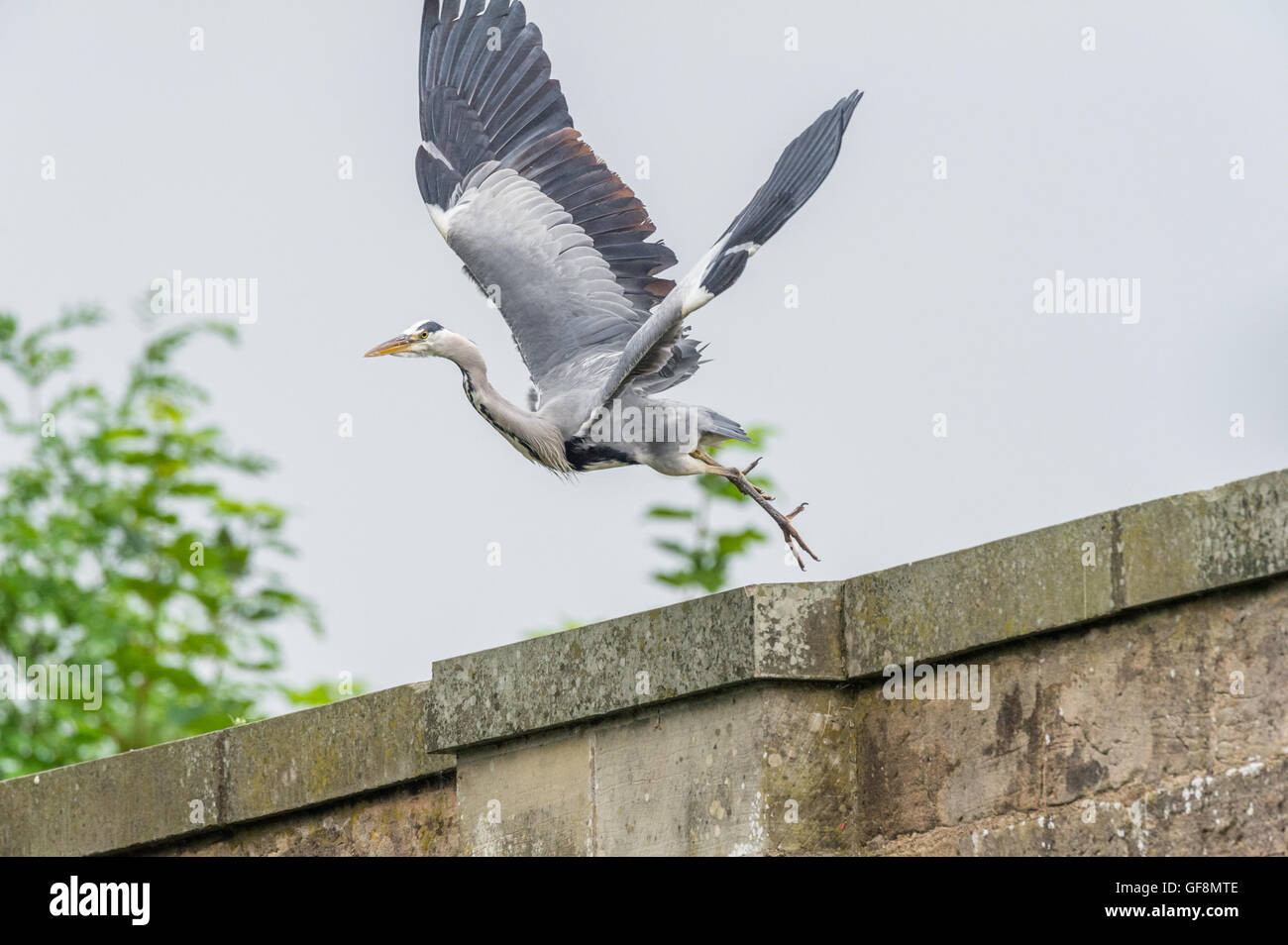 Grey heron takeoff hi-res stock photography and images - Alamy