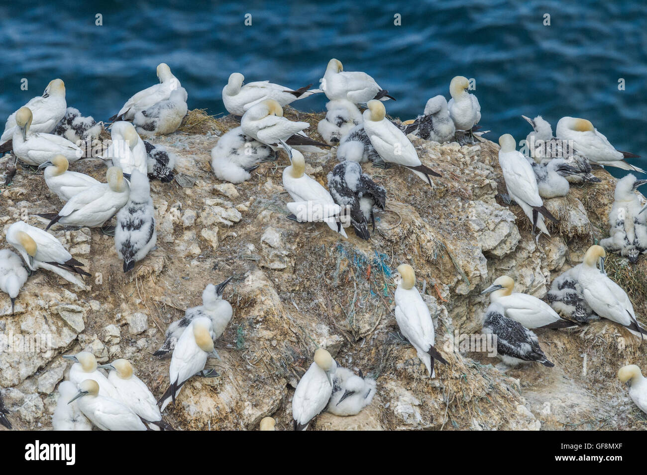Gannets, a large sea bird with their young on the narrow cliff edge at ...