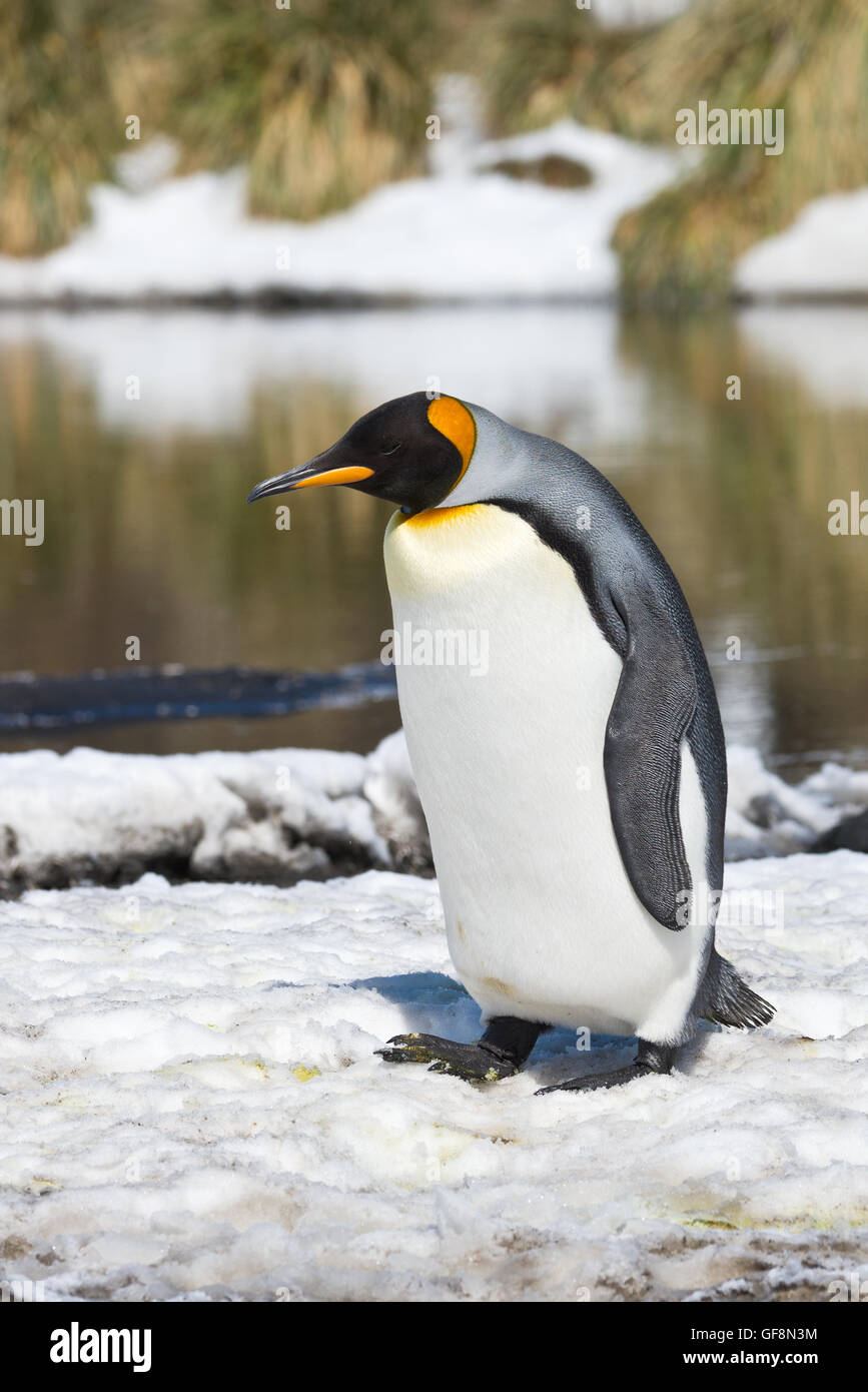 King penguin reflection in water hi-res stock photography and images ...