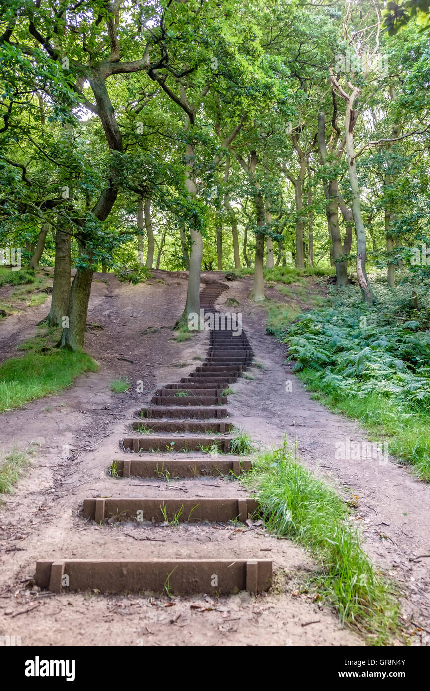 Flight of winding steps leading up deeper into woodland Stock Photo - Alamy