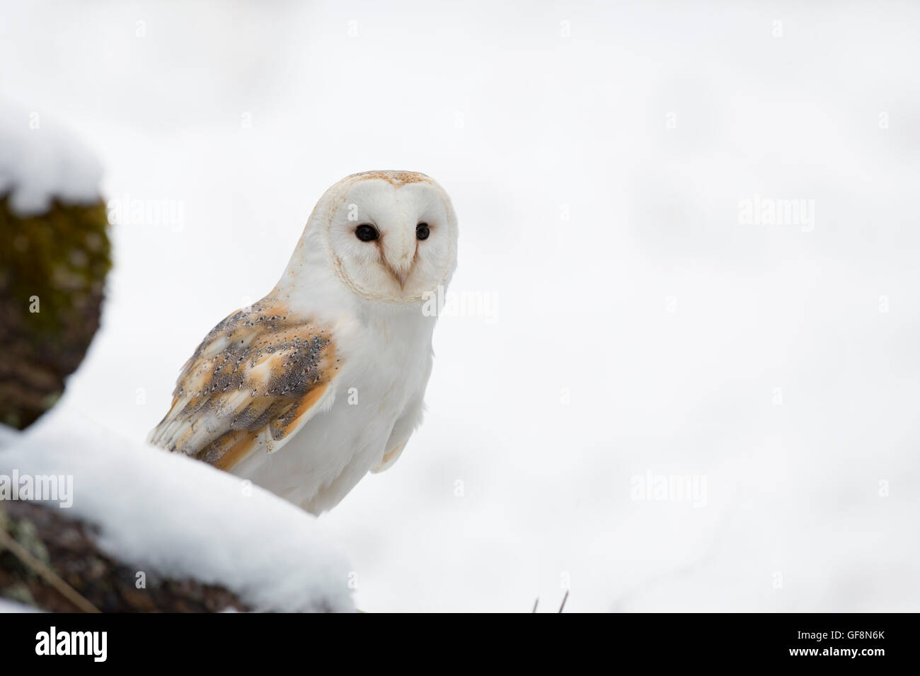 Barn owl scotland hi-res stock photography and images - Alamy