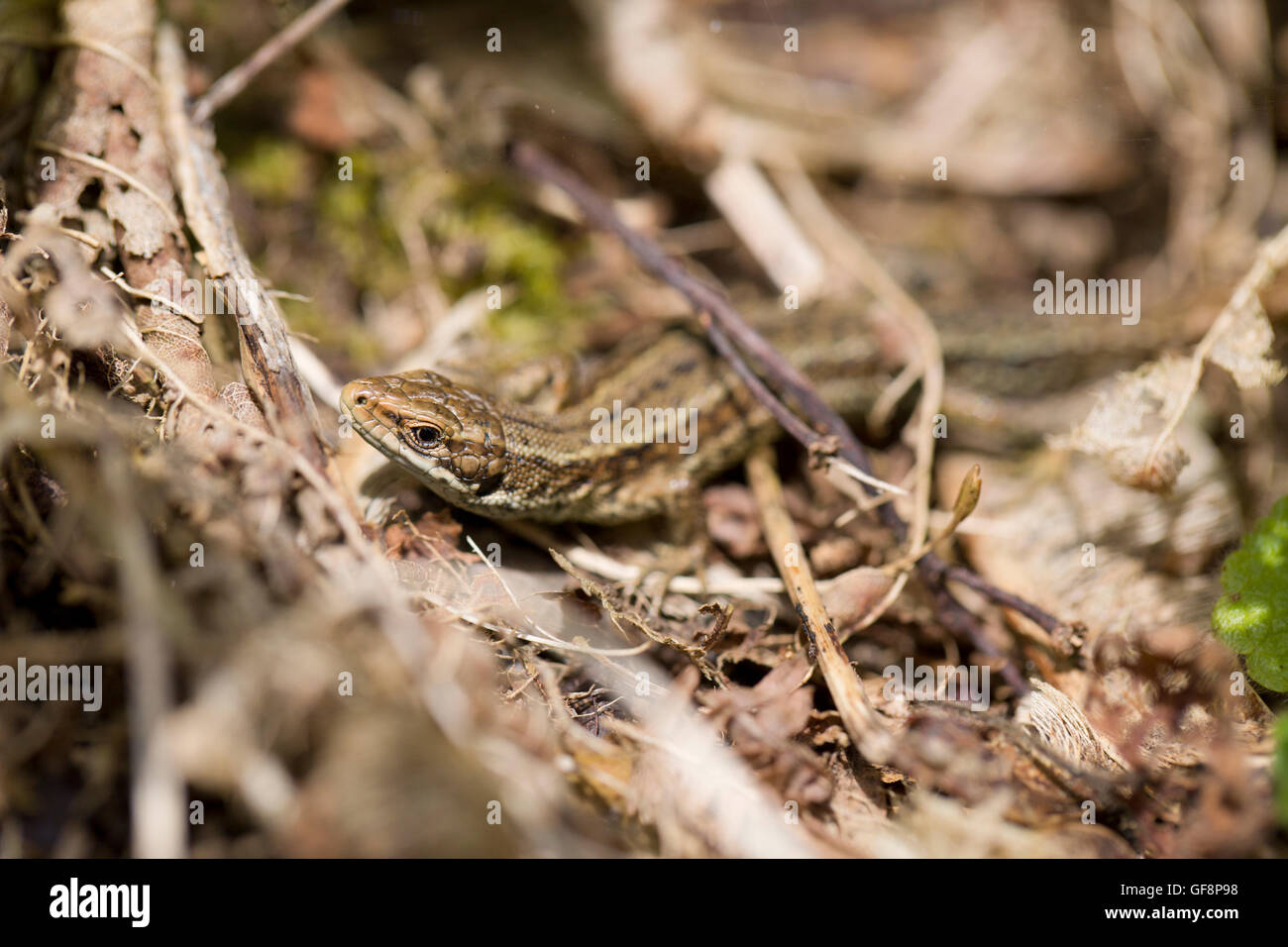Common Lizard; Lacerta vivipara Single Cornwall; UK Stock Photo - Alamy